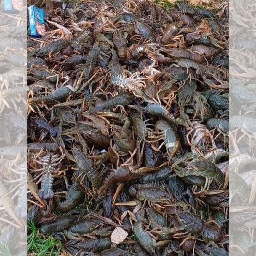 Продам рака