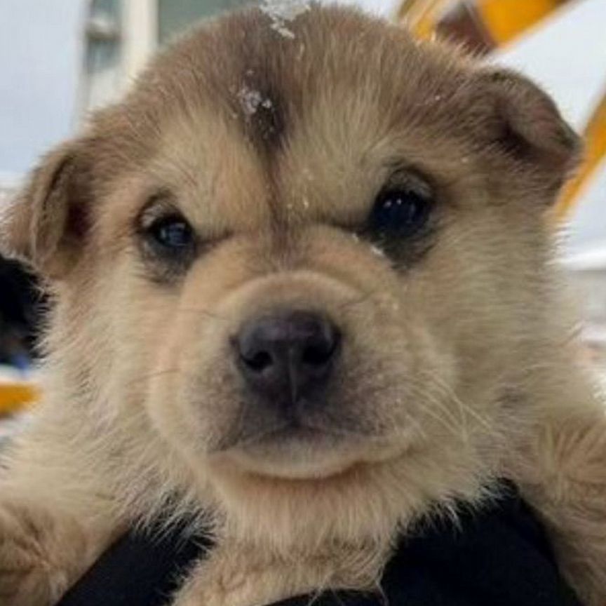 Щенок в добрые руки