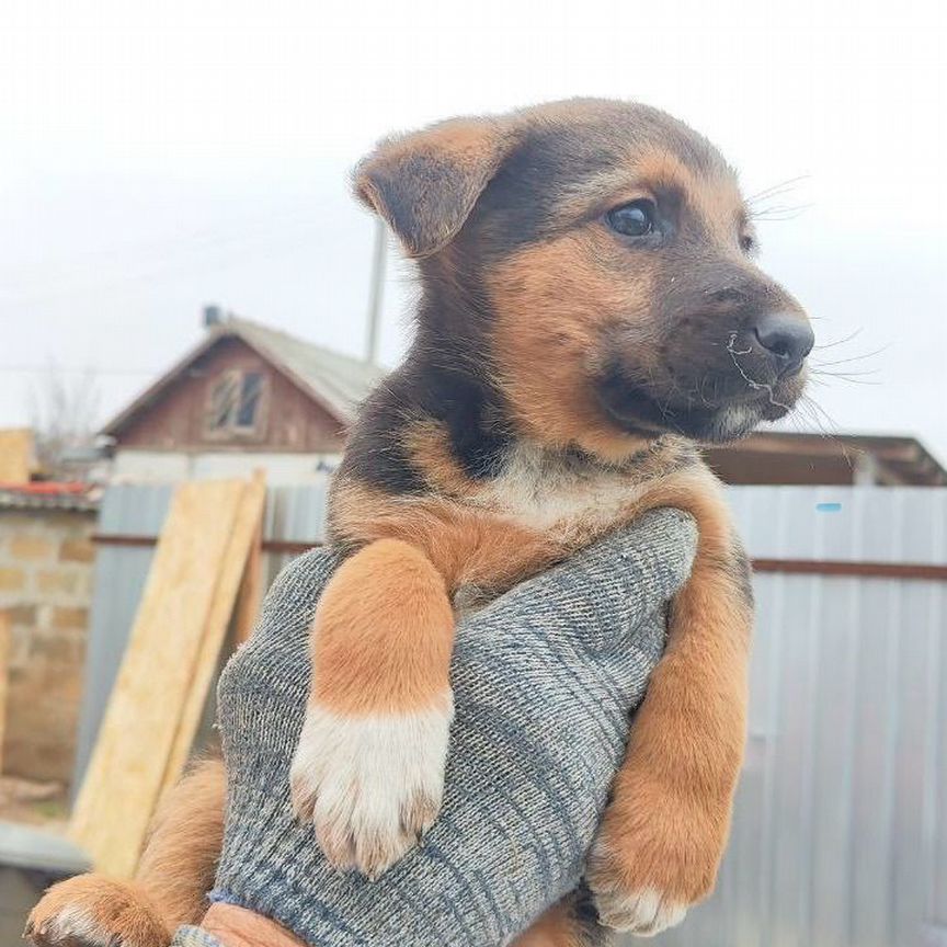 Щенки немецкой овчарки