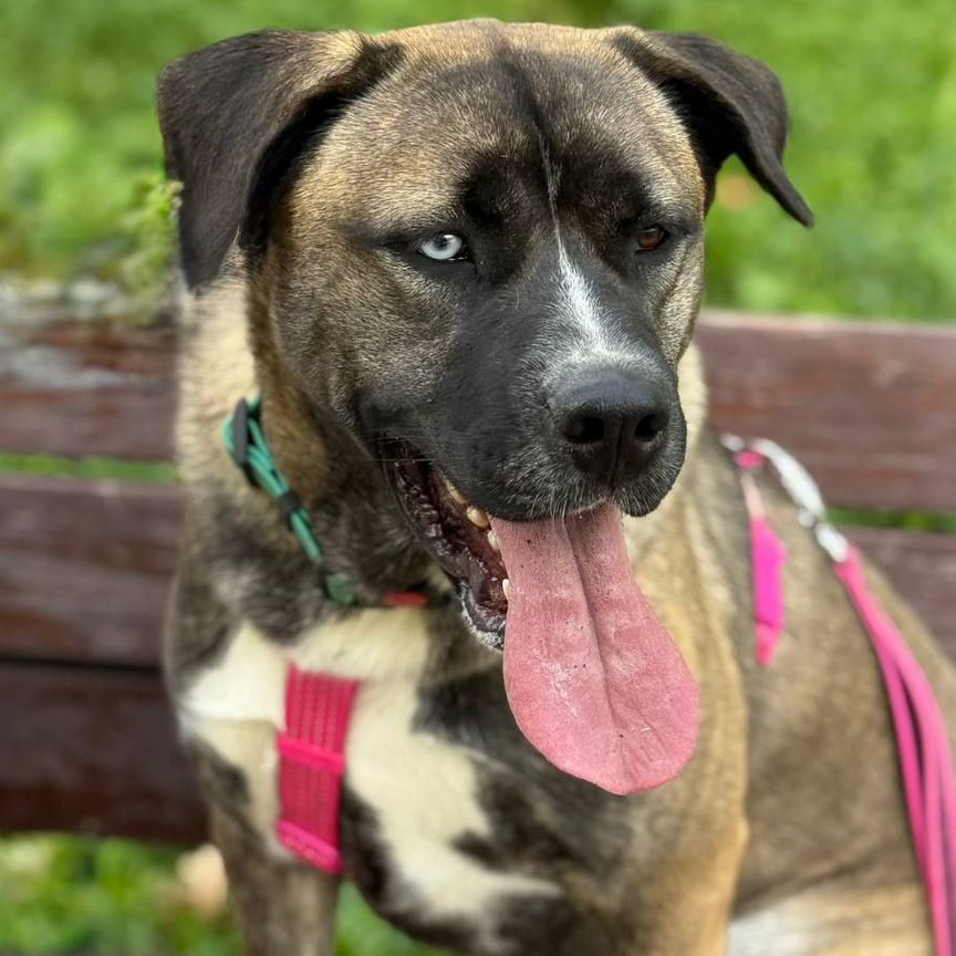 Взрослая собака в добрые руки