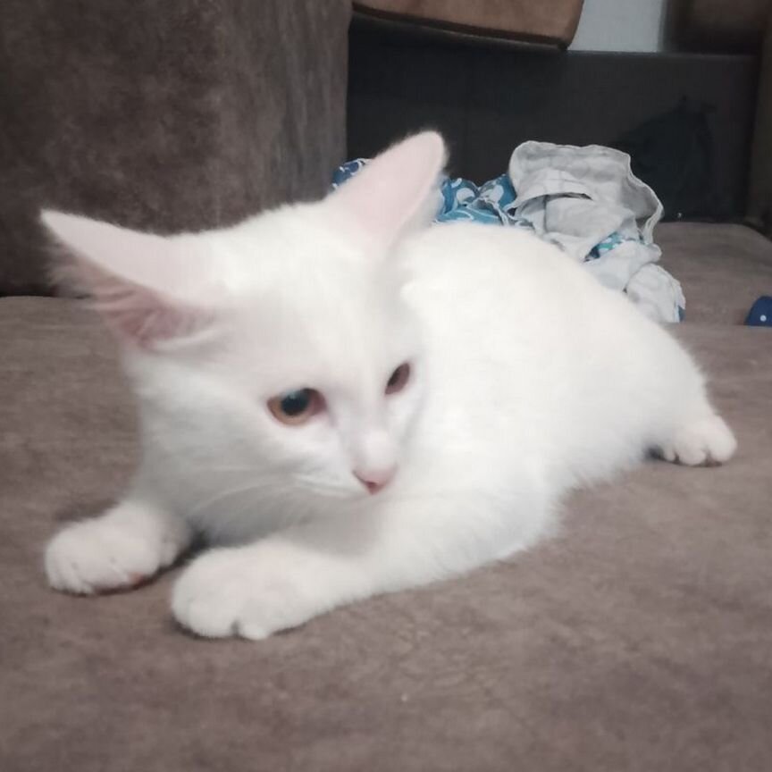 Белый котенок