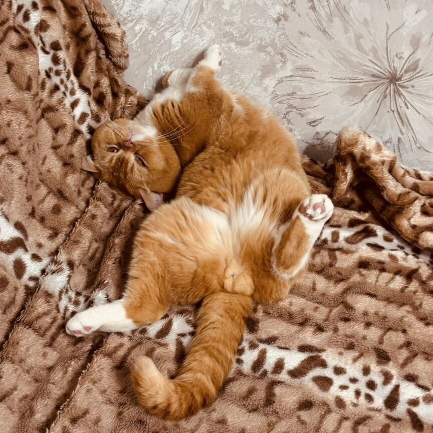 Британский короткошёрстный, взрослый кот