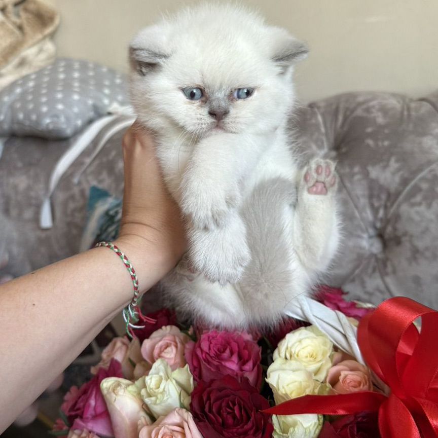 Британский короткошёрстный котёнок