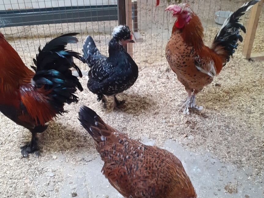 Куры Бентамка и цыплята
