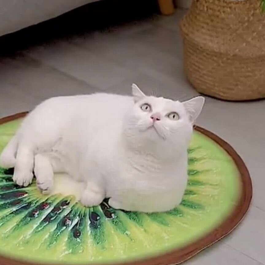 Охлаждающий коврик для собак и кошек