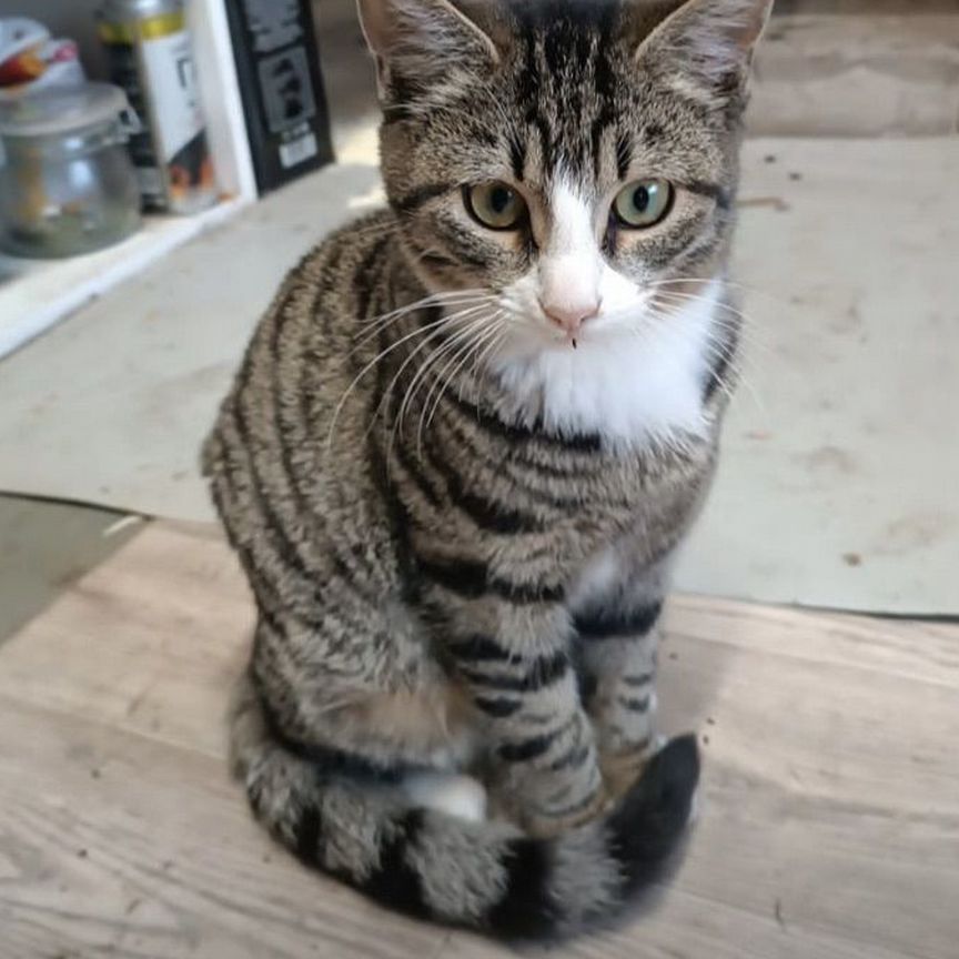 Взрослая кошка в добрые руки