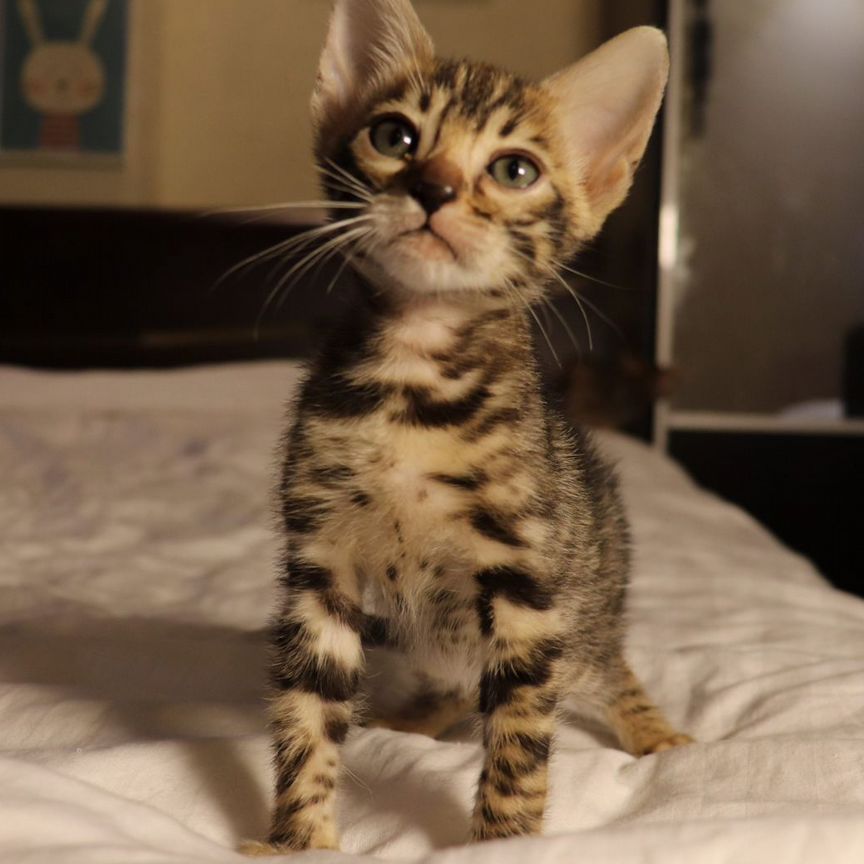Бенгальские котята