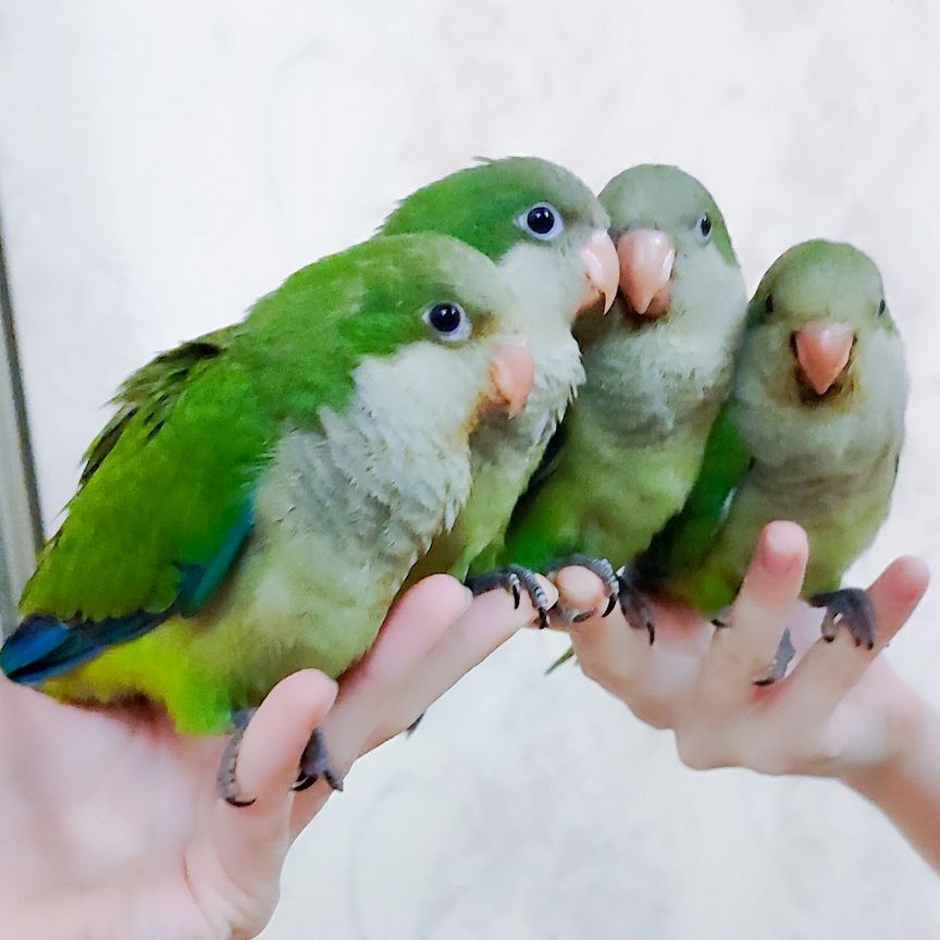 Абсолютно ручные попугаи монахи