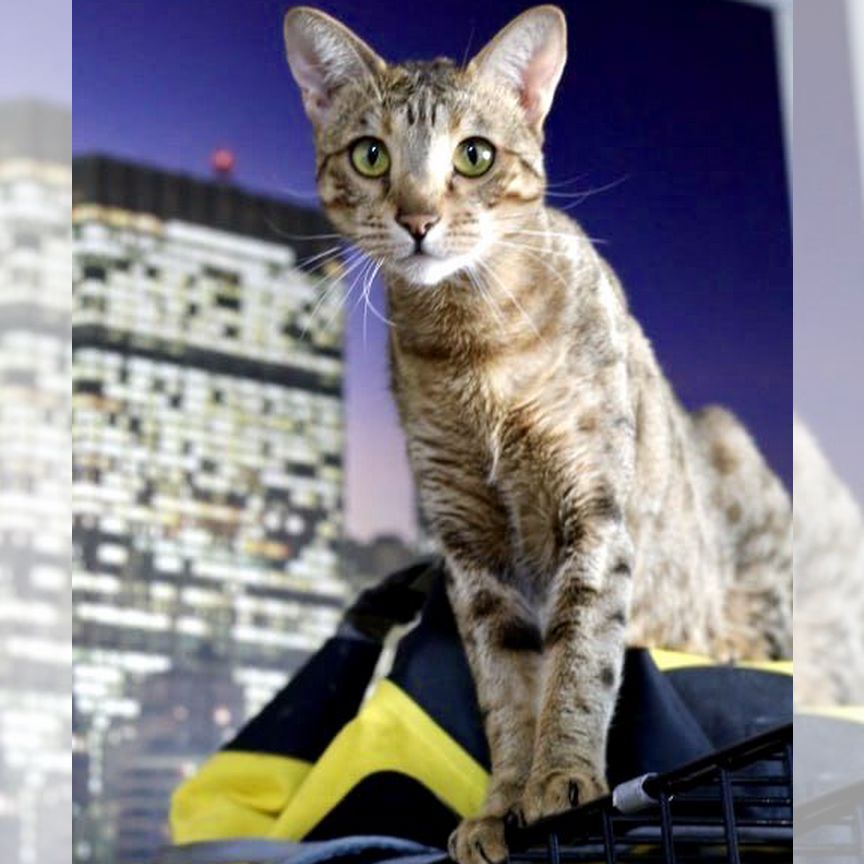 Саванна, взрослая кошка