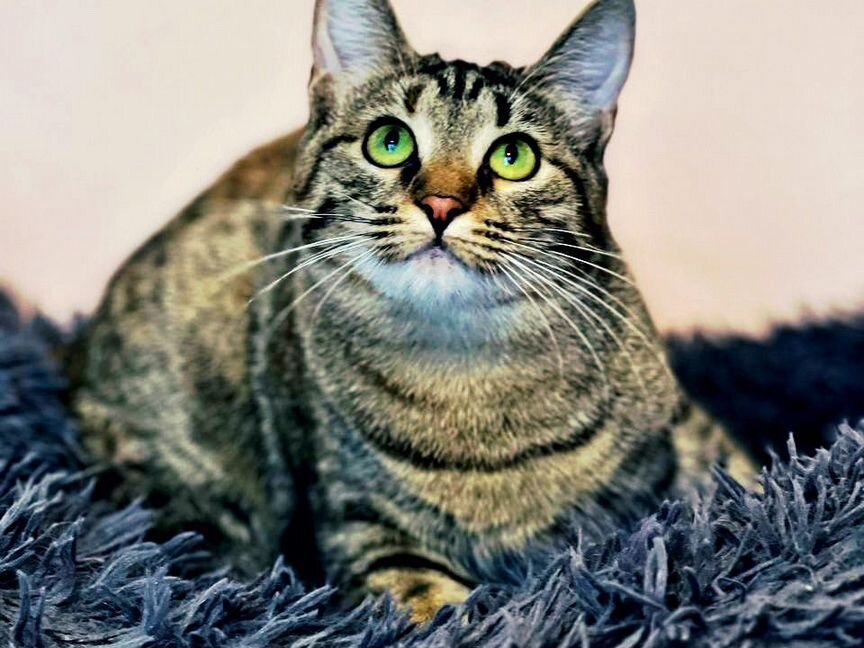 Красавица кошка в добрые руки бесплатно