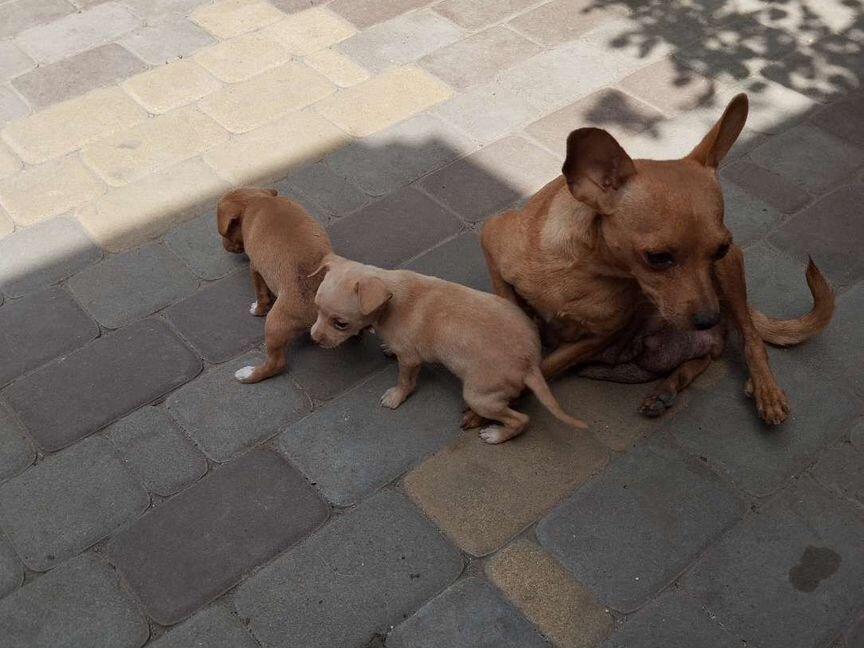 Собака той-терьер