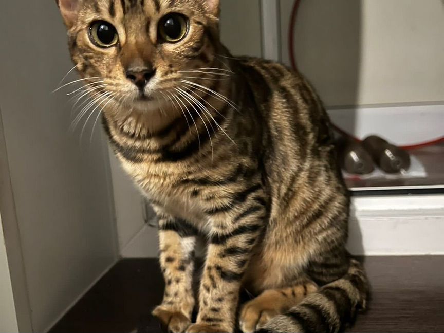 Бенгальская кошка