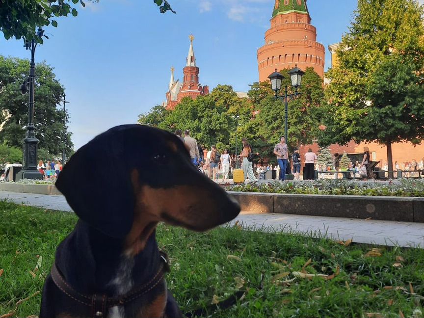 Такса кабель вязка