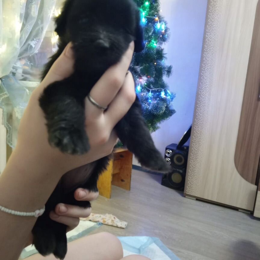 Щенки от маленьких собачек