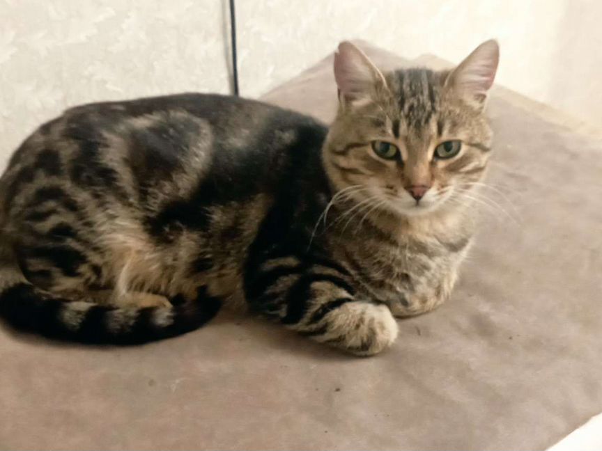 Кошки в добрые руки