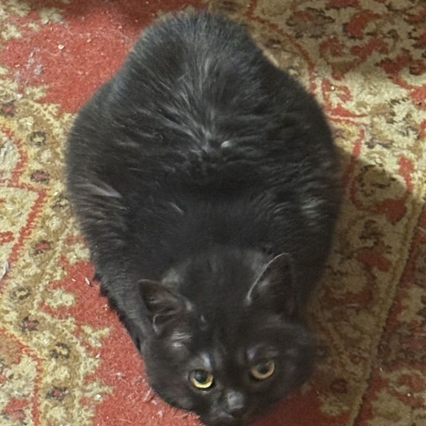 Британская длинношёрстная, взрослая кошка