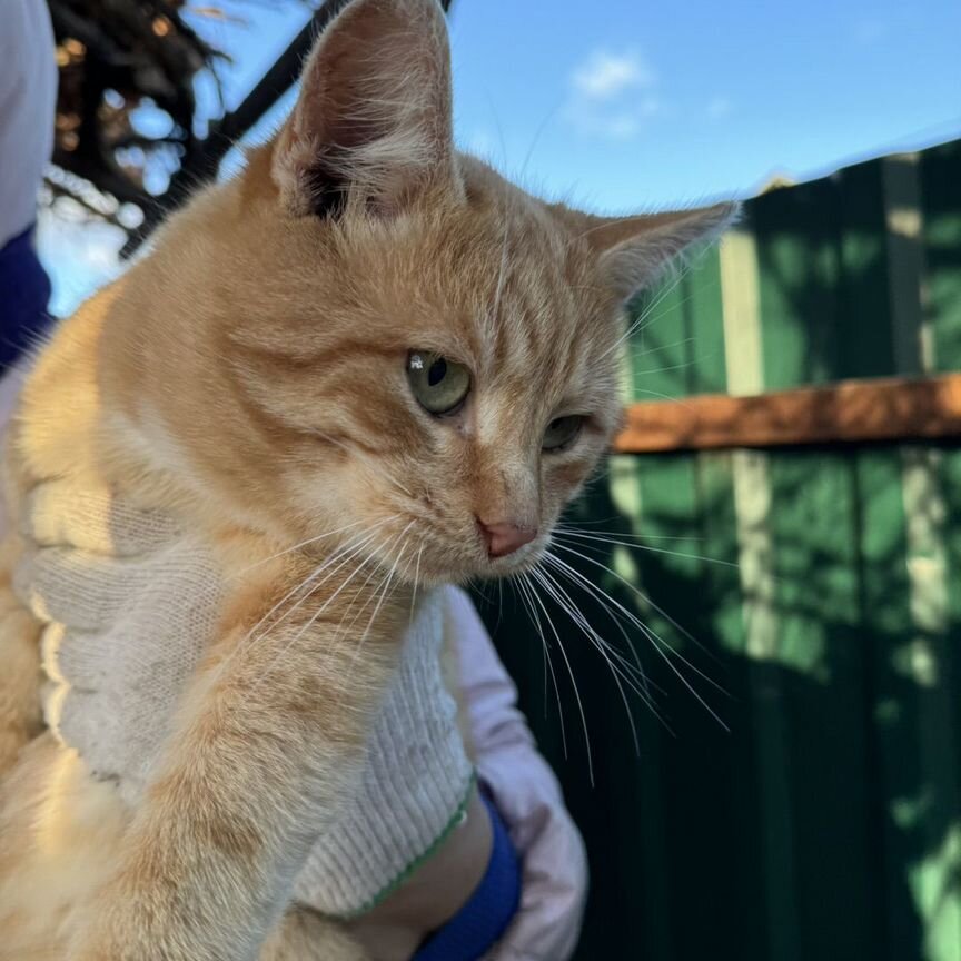 Рыжий котик ищет маму и папу