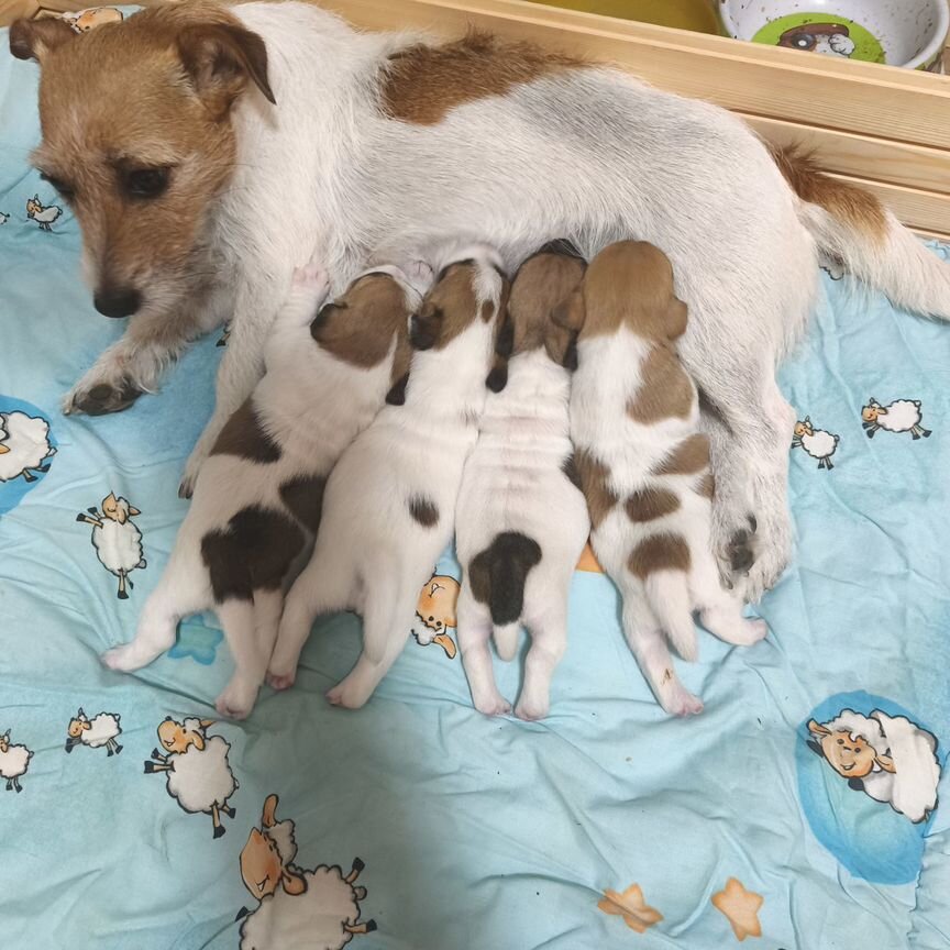 Джек-рассел-терьер, щенок