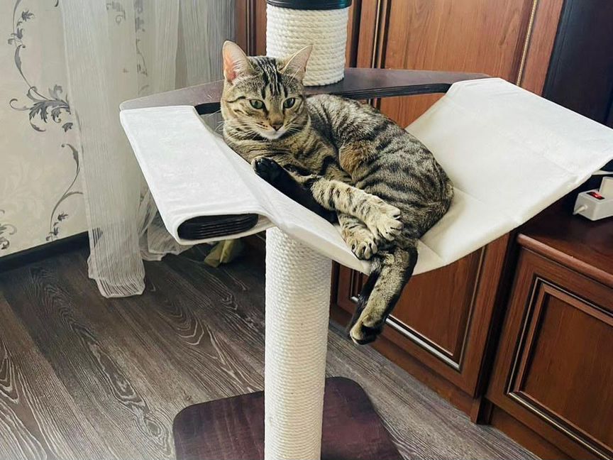 Когтеточка для кошек