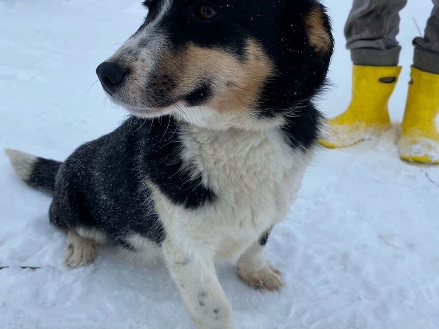 Собака в добрые руки