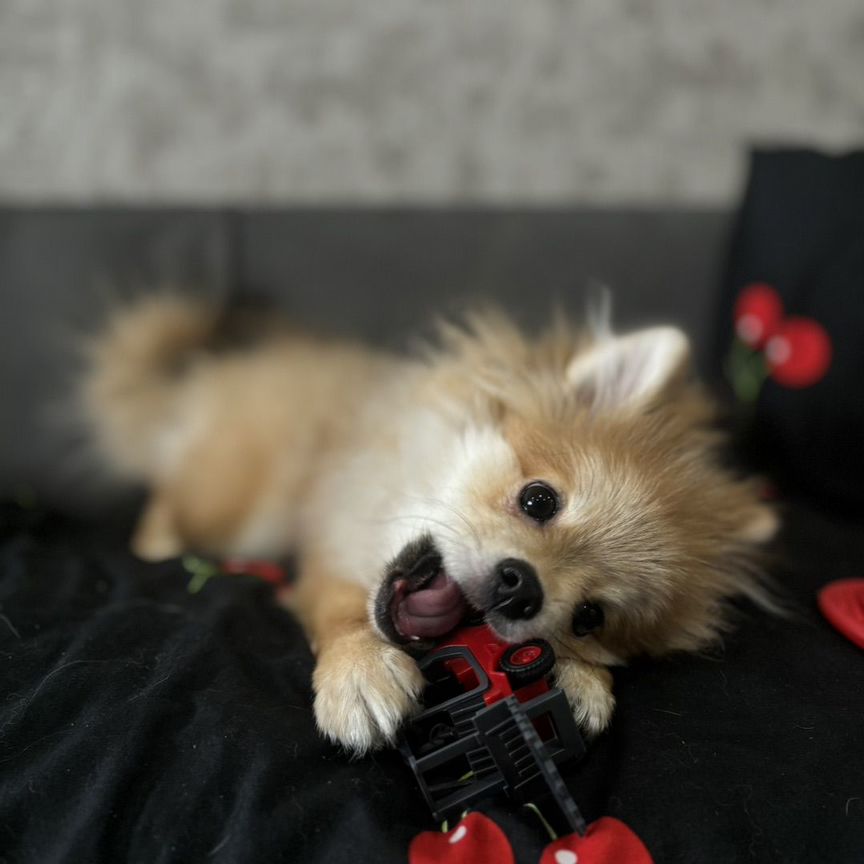 Померанский шпиц