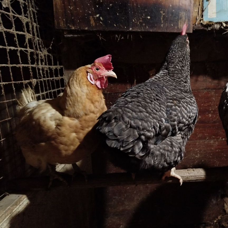 Курицы несушки доминант