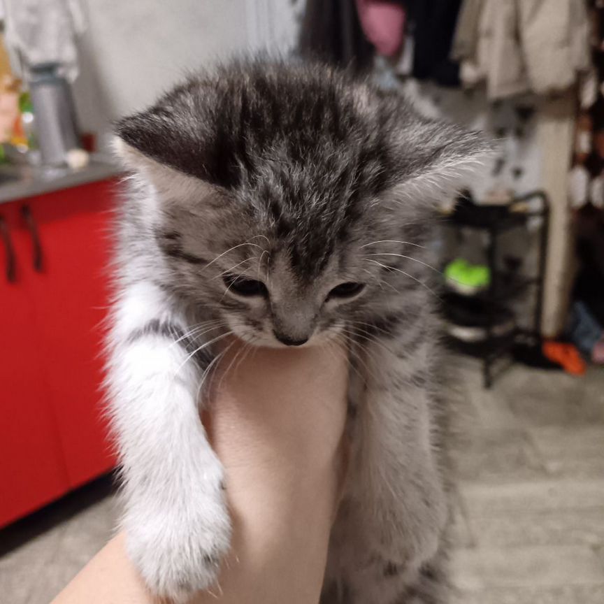 Шотландский вислоухий короткошёрстный котёнок