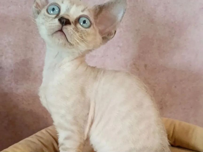 Голубоглазик