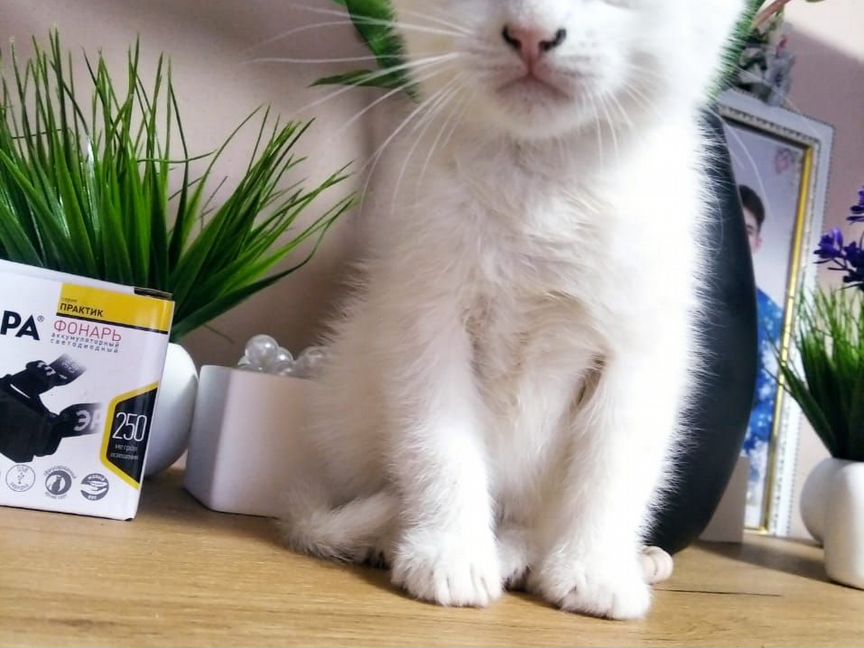 Белый котенок