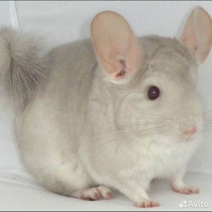 Шиншилла мальчик