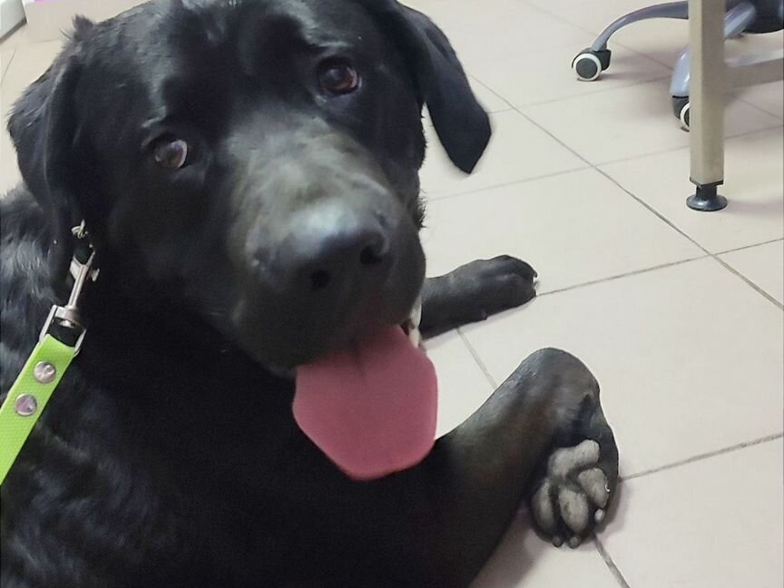 SOS Симферополь. Найден черный Лабрадор, мальчик