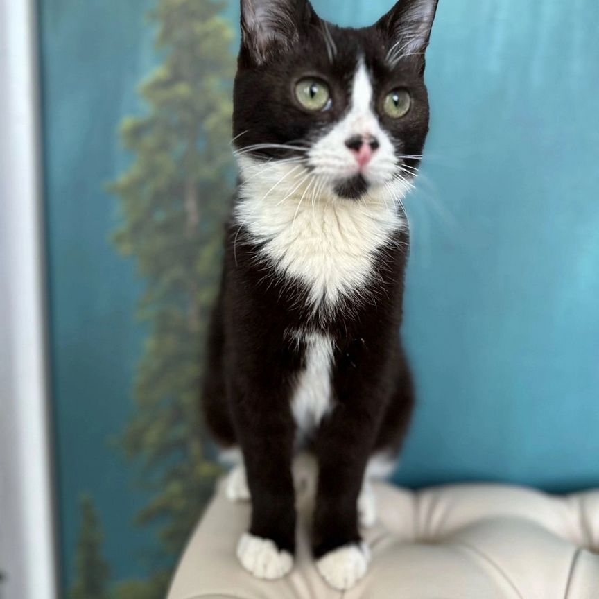 Моцарт кастрирован