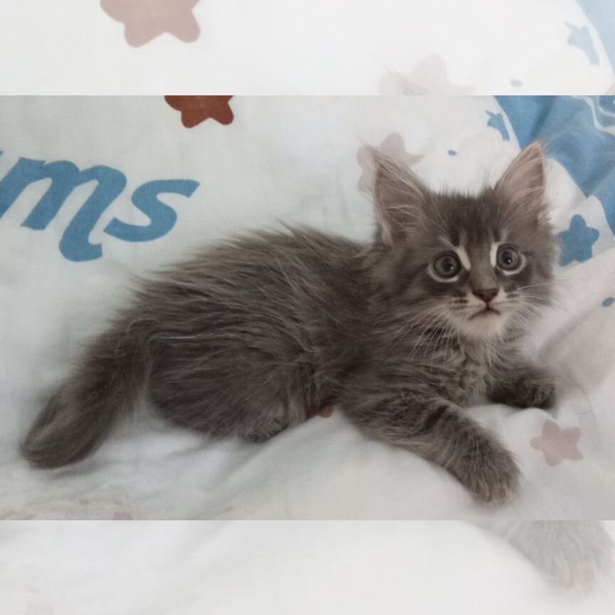 Мейн-кун котёнок