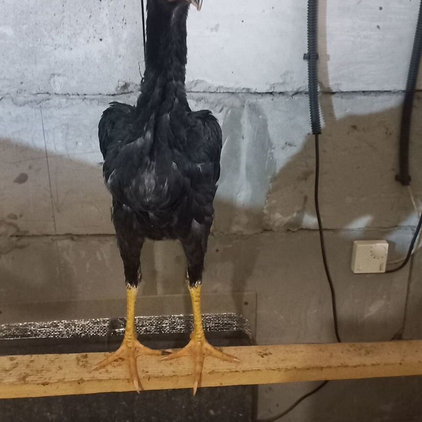 Дакан абориген