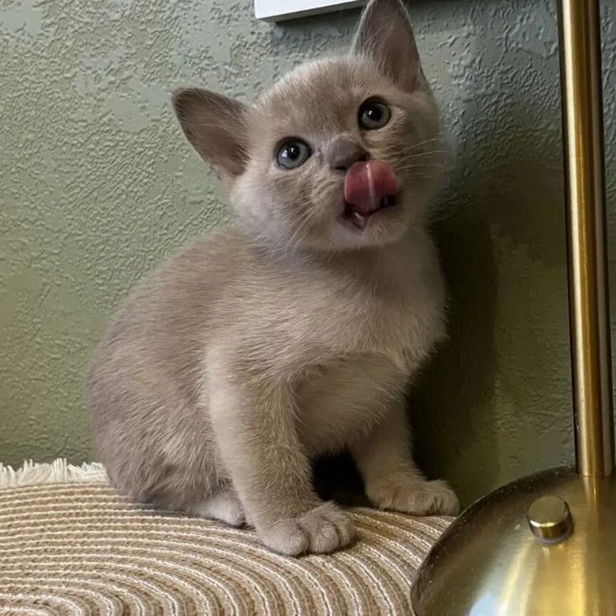 Европейский бурманский котёнок