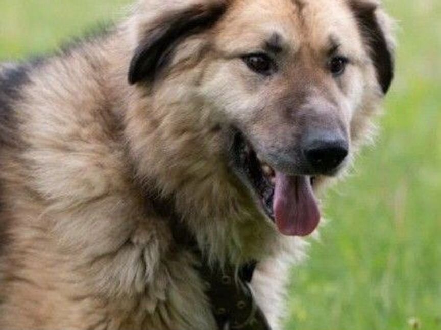 Метис Кавказской овчарки ждет вас в Лесном приюте