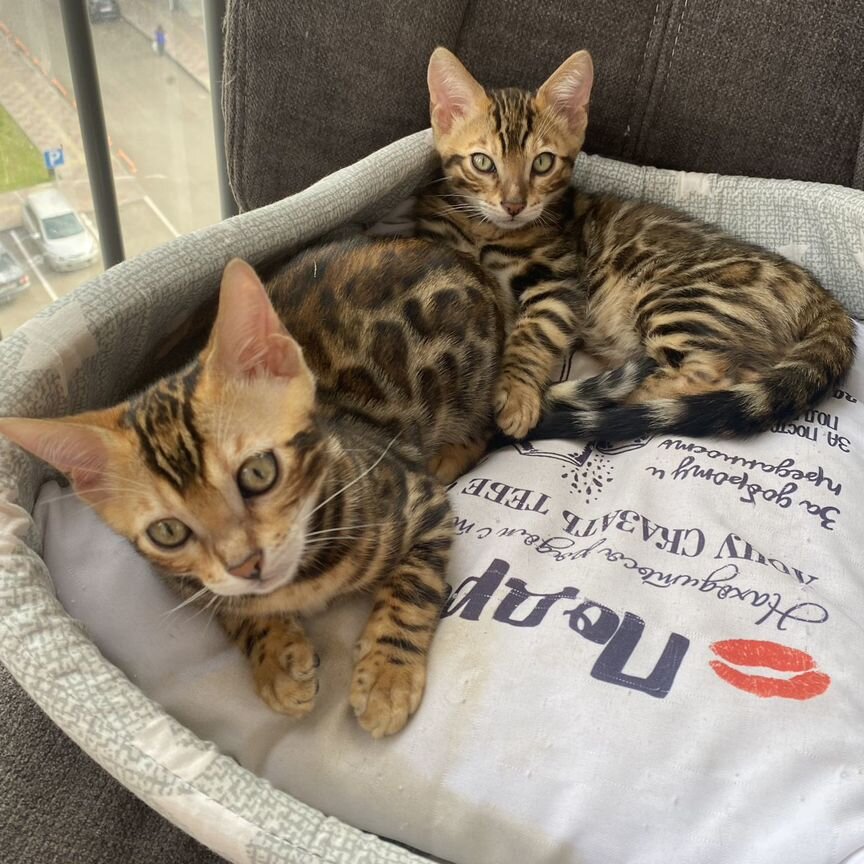 Бенгальские котята