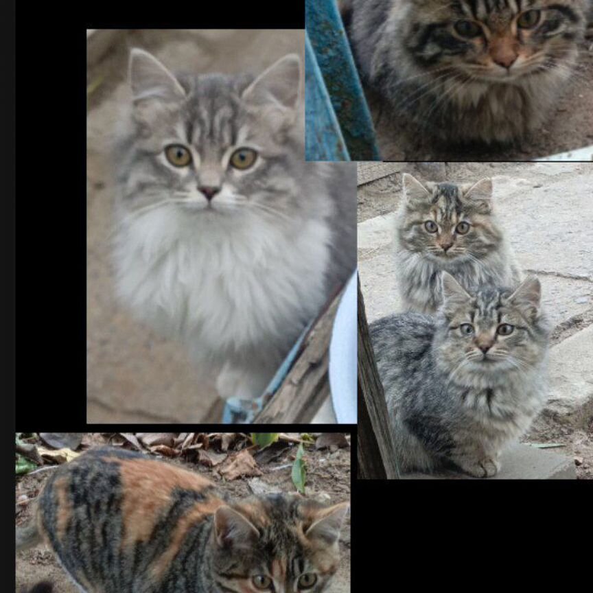 Домашние животные котята бесплатно