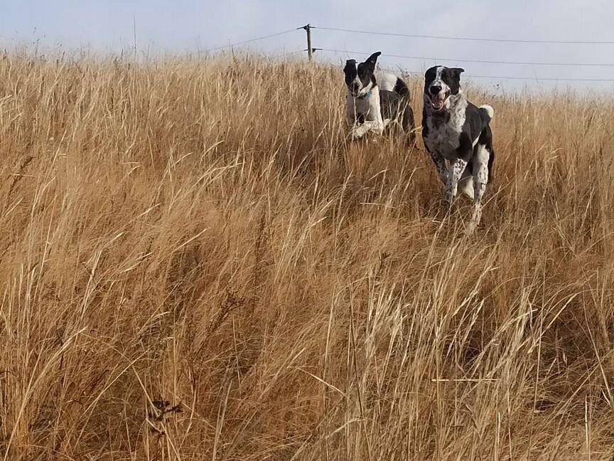Щенки- подростки