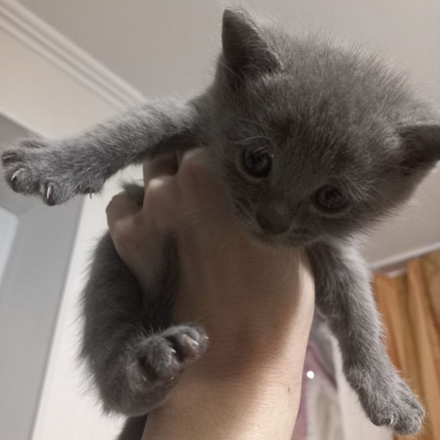 Котята в добрые руки 1 месяц