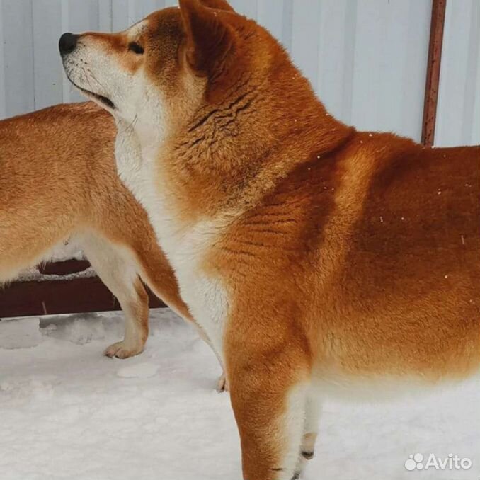 Вязка сиба шиба ину