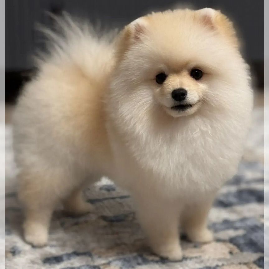 Случка шпиц мини