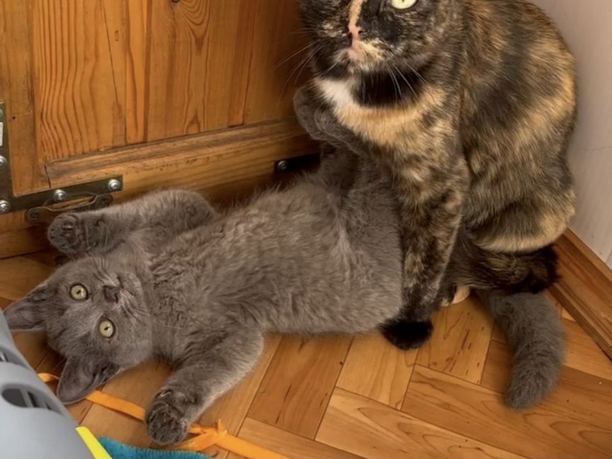 Кошка в дар