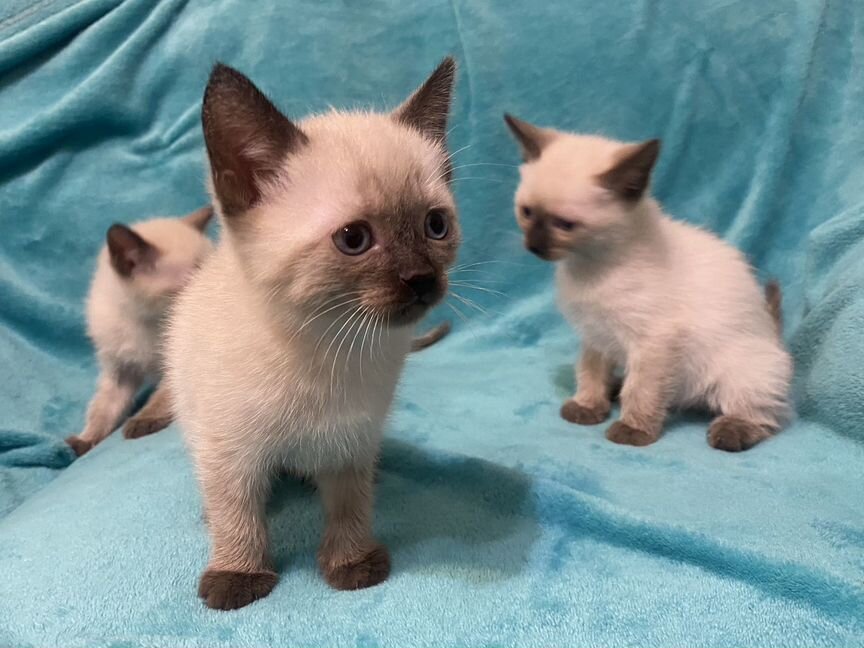 Тайские котята