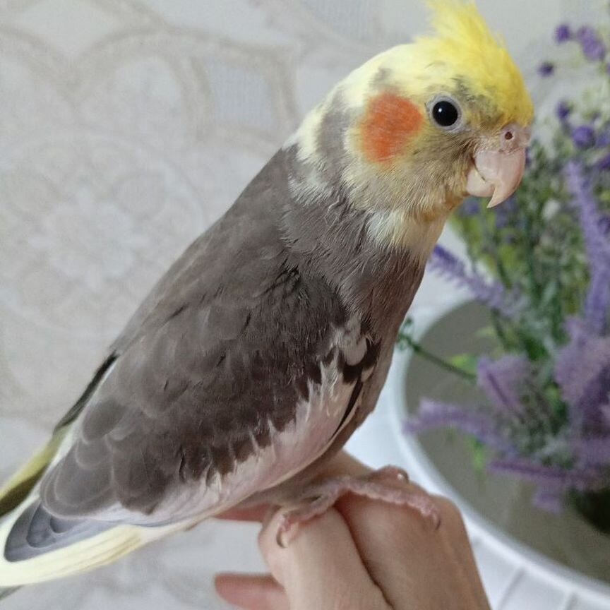 Птенцы корелла ручной попугай