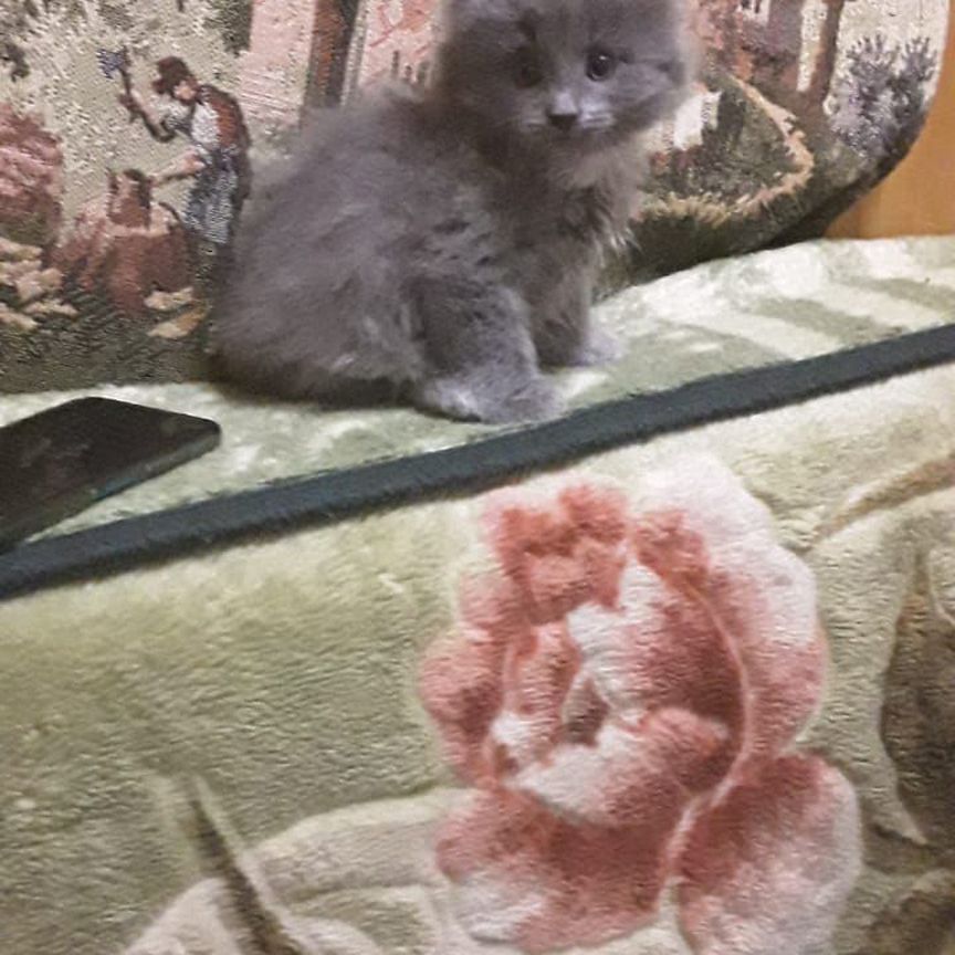 Домашние животные котята