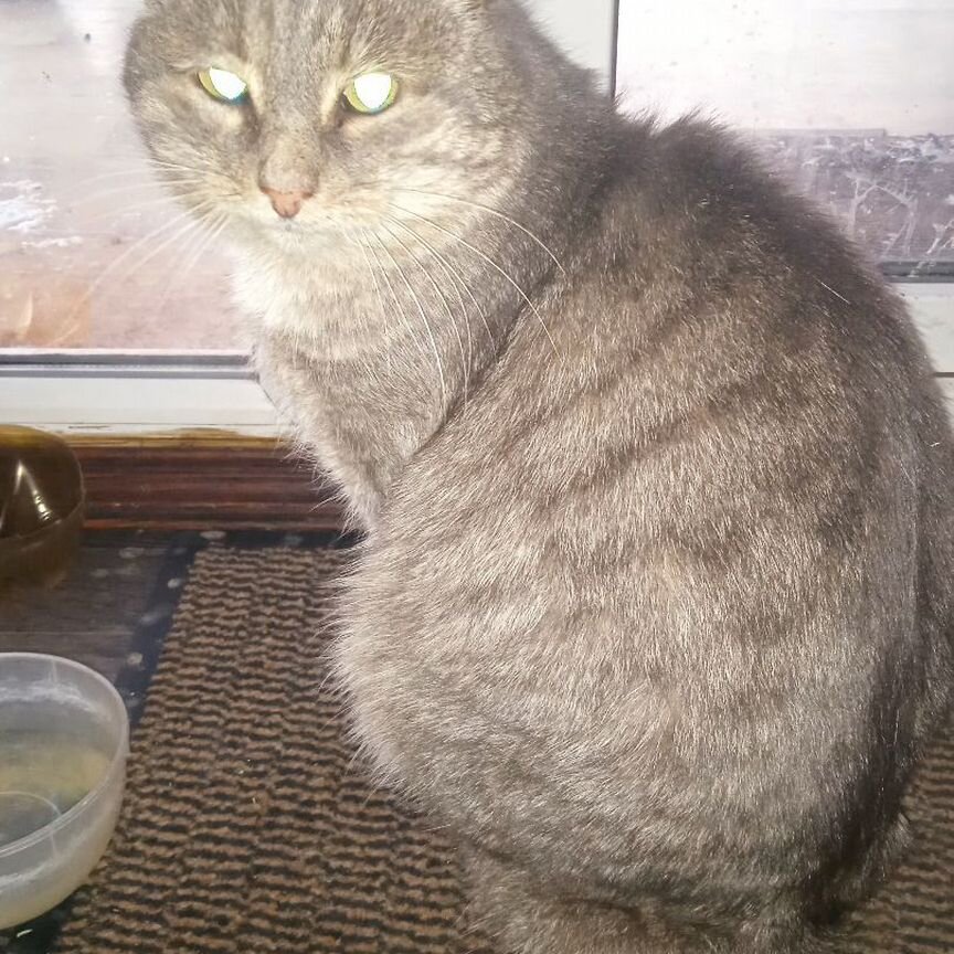 Котик ищет дом