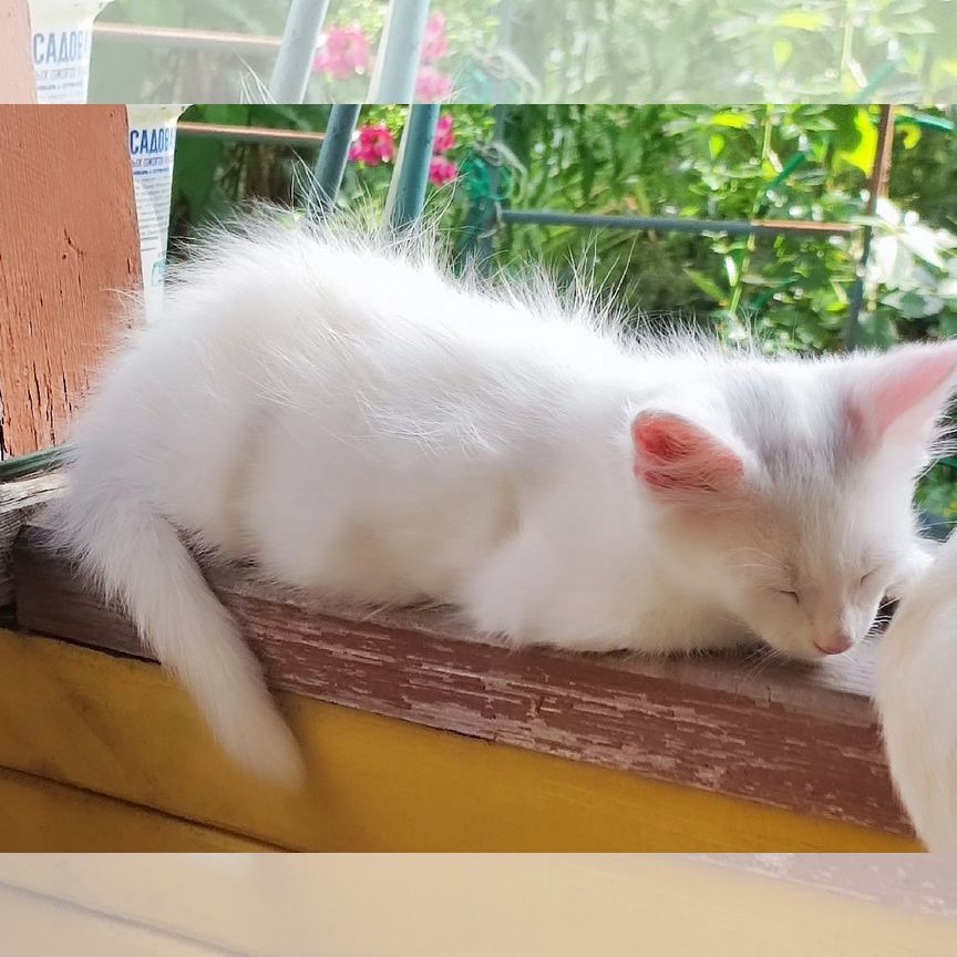 Белый котенок 3 месяца пропадает на улице