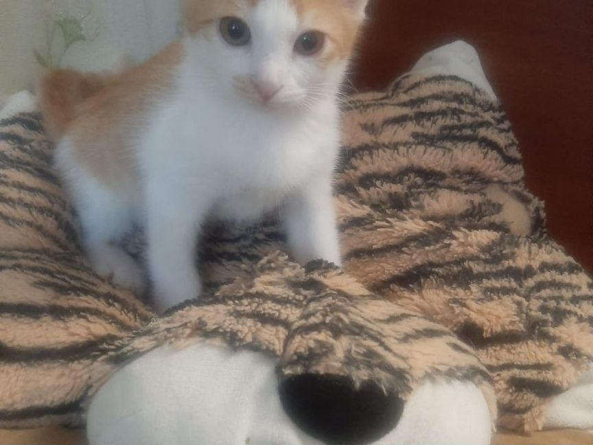 Кошка