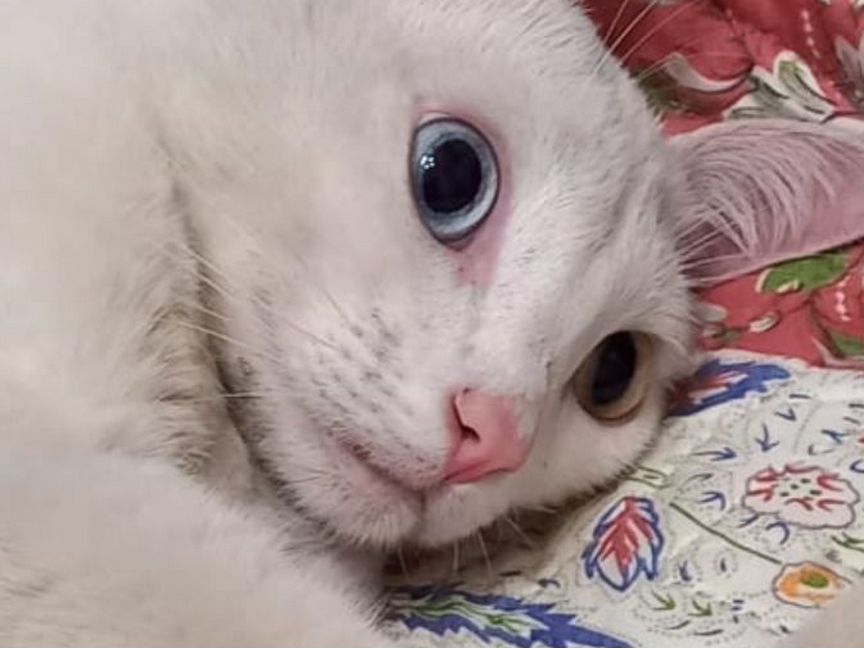 Найден белый кот с разными глазами